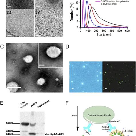 Schematic Showing The Preparation Process Of Virus Mimetic Nanovesicles Download Scientific
