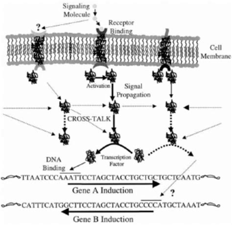 Signal Transduction Pathway Order At Jett Delamothe Blog