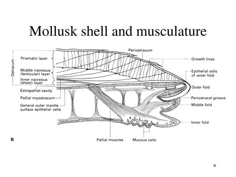 Ppt Phylum Mollusca Stuff To Know Powerpoint Presentation Free Download Id1459665