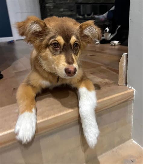 Mini Aussie Intelligence : r/MiniAussies