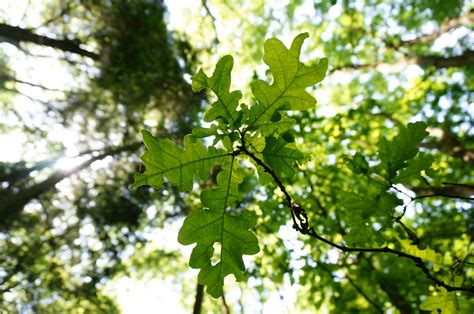 Ozone Pollution Triggered Damage Discovered In Oxfords Oaks