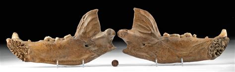 Lot Rare Fossilized Giant Short Faced Bear Lower Jaw Bones