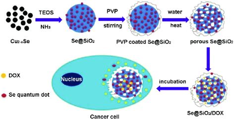 Scheme 1 Preparation And Application Of Porous Se SiO 2 Nanospheres Download Scientific Diagram