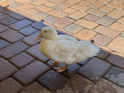 “working” From Home Does Not Suck… R Duck