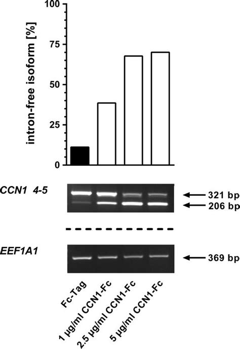 exogenous stimulation by recombinant ccn1 fc induces splicing of ccn1