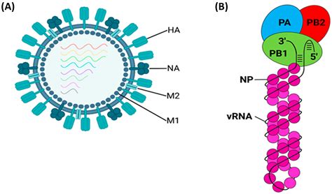 The Influenza A Virus Replication Cycle A Comprehensive Review