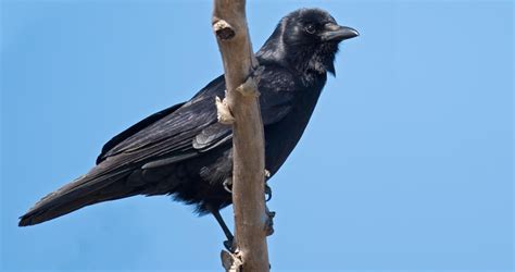American Crow Life History All About Birds Cornell Lab Of Ornithology