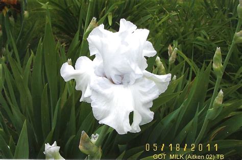 Tall Bearded Iris ‘got Milk The Garden Club Of Houston