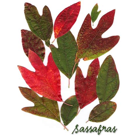 Sassafras Sassafras Albidum Specie And Wood Information Tiny Timbers