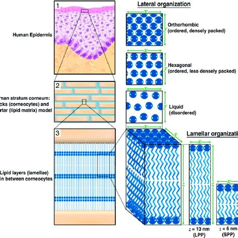 Lamellar And Lateral Organization In Human Stratum Corneum 1 The Download Scientific Diagram