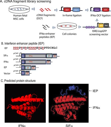 Synthesis Of The Interferon Sifα Iep Hybrid Protein A Schematic
