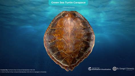 Green Sea Turtle Carapace Chelonia Mydas 3d Model By The Center For