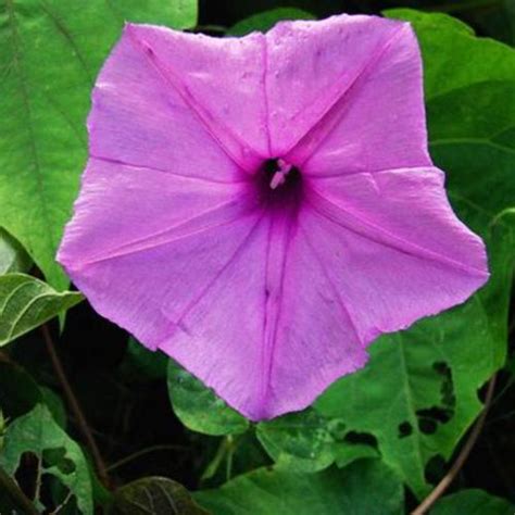 Bejuco De Puerco Ipomoea Setifera In The Morning Glories Database