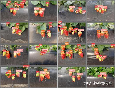基于yolov8 yolov7 yolov6 yolov5的草莓成熟度检测系统（深度学习模型 ui界面 python代码 训练数据集） 知乎