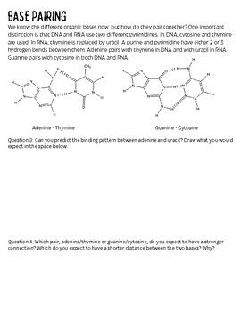 DNA And RNA Worksheet With Answer Key By That Biochemistry Girl