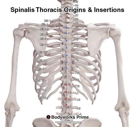 Spinalis Muscle Anatomy Bodyworks Prime