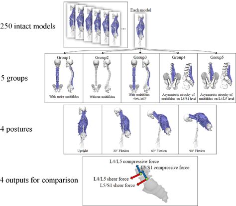 The Scenarios For Simulation Mif Maximum Isometric Force Download Scientific Diagram