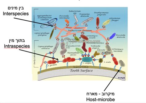 Bacterial Interactions Flashcards Quizlet