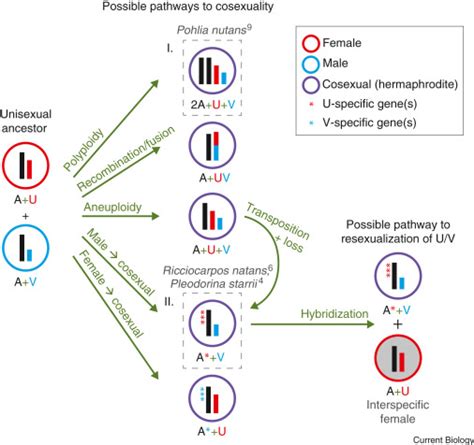 Sex Chromosomes How To Make A Hermaphrodite Current Biology