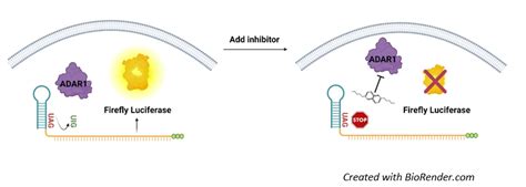 Adar1 Activity Luciferase Reporter Hek293 Cell Line Adar1 82239