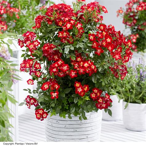 Rose Everglow Ruby Shrub Thompson And Morgan