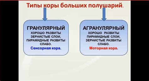 PREZENTATsIYa_GISTOLOGIYa_NERVNAYa_SISTEMA