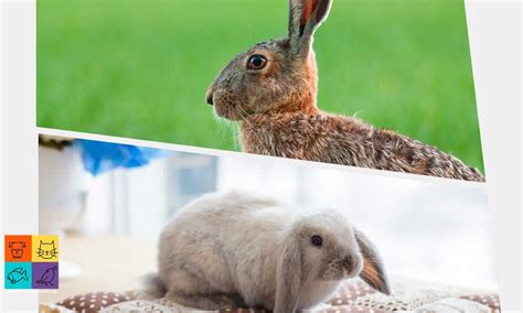 Diferencias Entre Conejos Y Liebres Similitudes Y Características