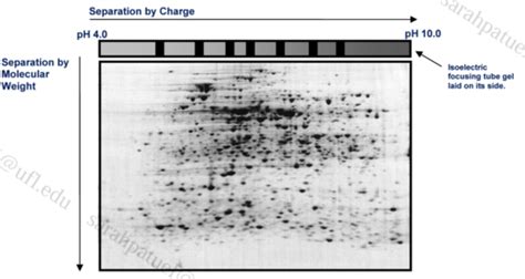 Microbial Genomics Flashcards Quizlet