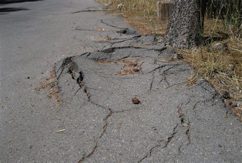 The Impact Of Tree Roots On Your Driveway And How To Deal With It