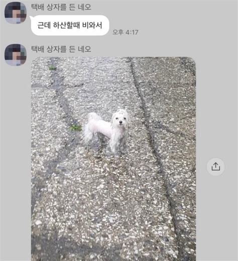 산책할땐 뽀송했던 강아지 유머 움짤 이슈 에펨코리아