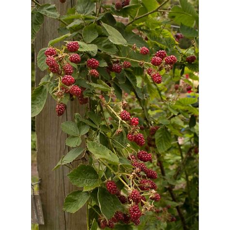 Latham Red Raspberry Bulbs In The Plant Bulbs Department At