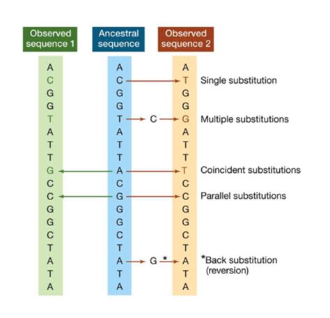 Sem 2 Week 4 Mutation And Molecular Evolution Flashcards Quizlet