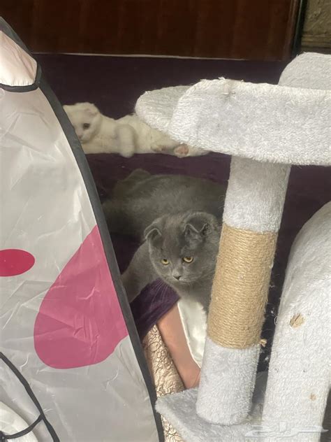 قطو سوكتش للتبني موقع حراج