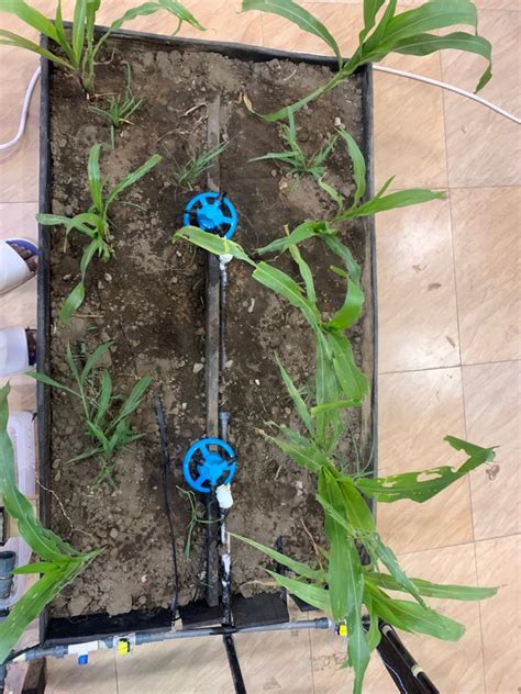 Weed And Maize Detection Object Detection Dataset And Pre Trained Model