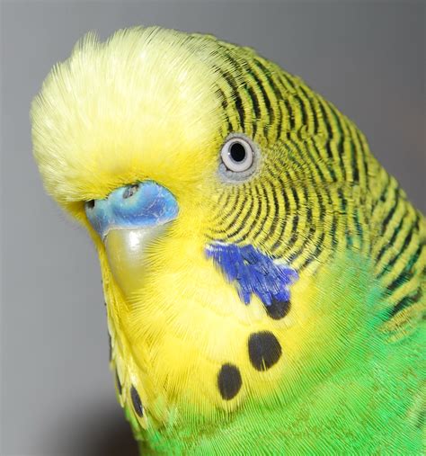 Budgie Bird Pronunciation At Maddison Joyce Blog
