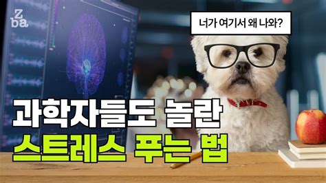 스트레스 푸는 법 강아지가 핵심인 과학적 이유 반려견 뉴스 잠보아 Youtube