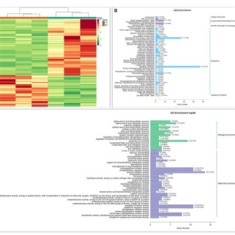 A Heatmap Of Fpkm Values Of The Diierentially Expressed Genes In Ck