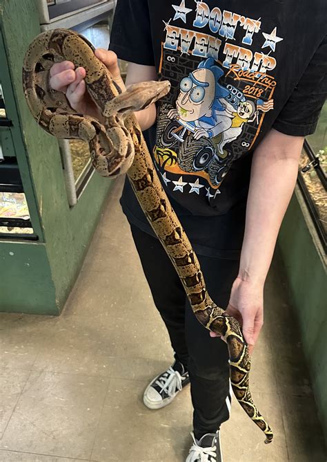 Boa Constrictor Colombian Boa Constrictor Freddy Male