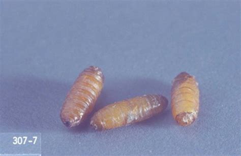 Sugarbeet Root Maggot Agricultural Biology