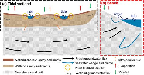Simplified Conceptual Hydrological Model Of A Tidal Wetland And B