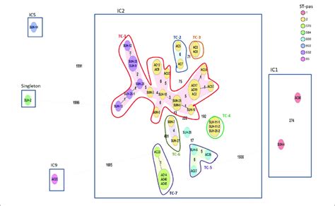 Ridom Seqsphere Minimum Spanning Tree Mst For 42 Samples Based On