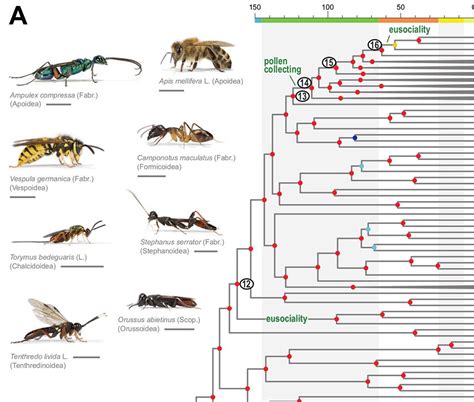 Scalable Computational Molecular Evolution Software And Data Analyses Gauss Centre For