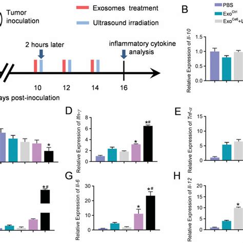 Effects Of Engineered Exosomes On Inflammatory Cytokine A Schematic