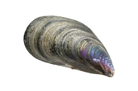 Premium Photo Clam Shell Isolated Premium Photo Clam Shell Isolated
