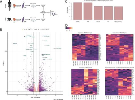 Differential Gene Expression In Human And Chimpanzee Hpipcs A Download Scientific Diagram