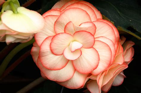 How To Identify A Tuberous Begonia At Rosetta Cogan Blog