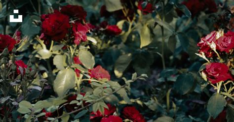 낮에 피어나는 빨간색과 흰색 장미 사진 Unsplash의 무료 코펜하겐 이미지