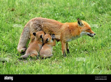 Two Red Fox Vulpes Vulpes Sucking Mothers Milk From The Fawn