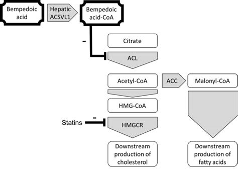 Med Doc Фармакология Бемпедоева киселина Новото средство за понижаване на холестерола