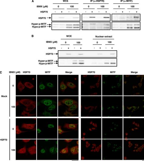 Physical Interaction Between Mitf And Hsp70 And Their Intracellular Download Scientific Diagram